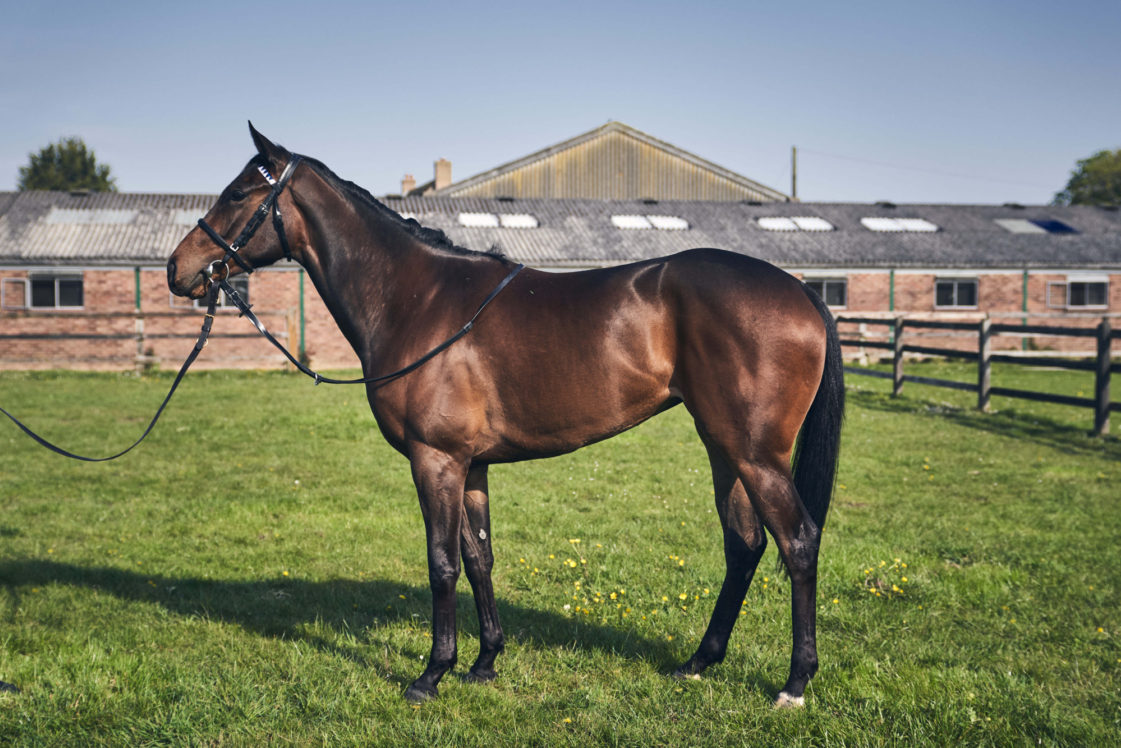 Horses for Sale - George Boughey Racing