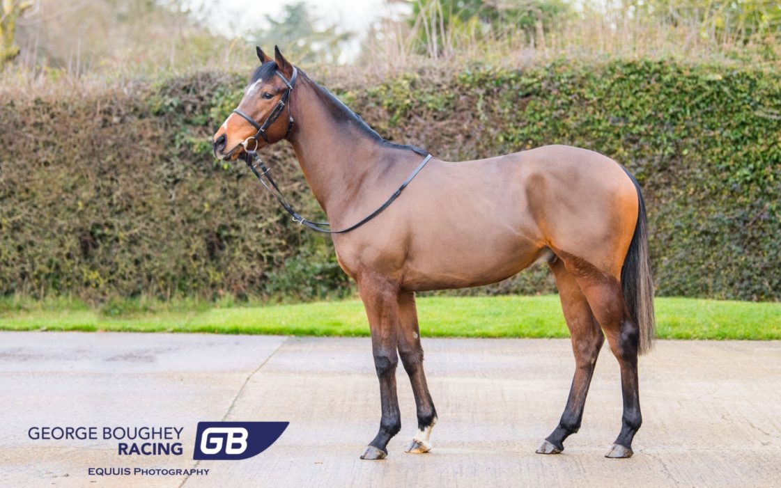 Horses for Sale - George Boughey Racing