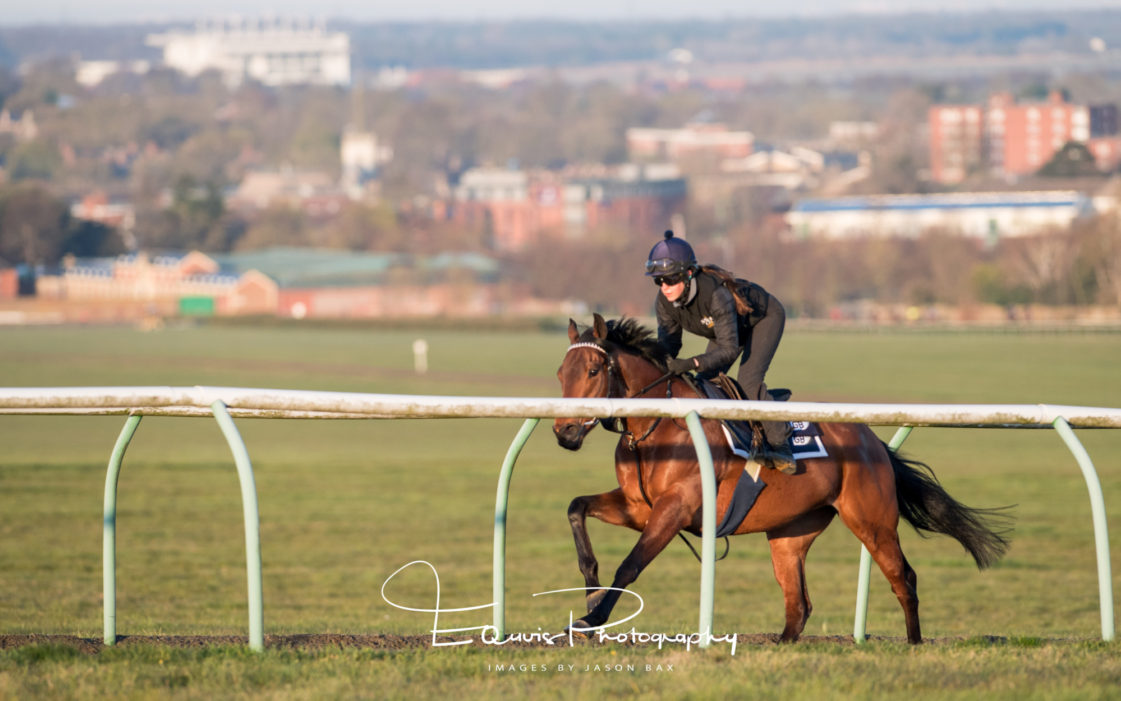 Horses for Sale - George Boughey Racing